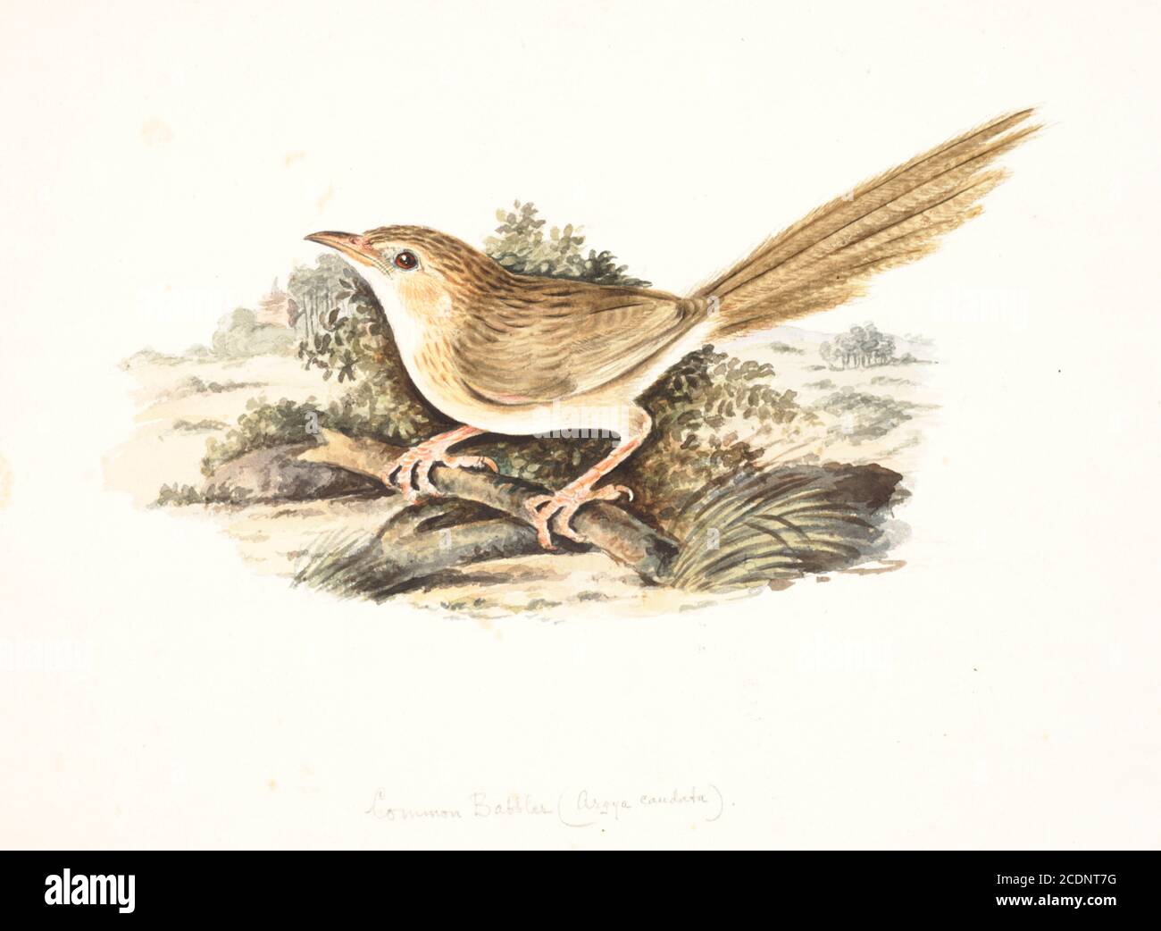 Long tailed brown bird hi-res stock photography and images - Alamy