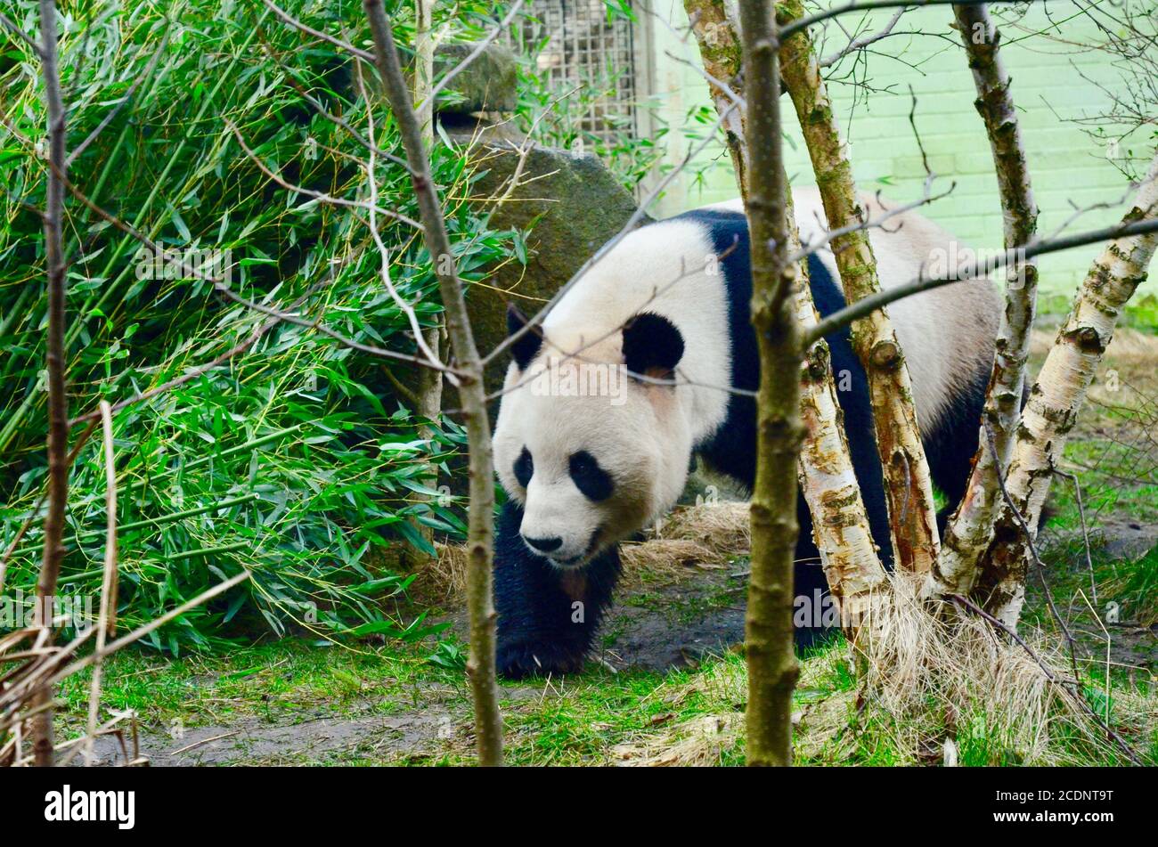 panda edinburgh zoo Stock Photo - Alamy