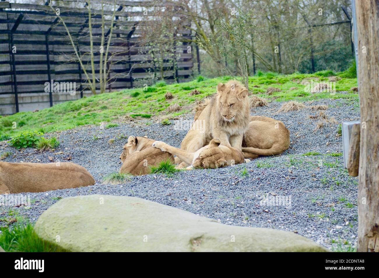 Pack of lions hi-res stock photography and images - Alamy