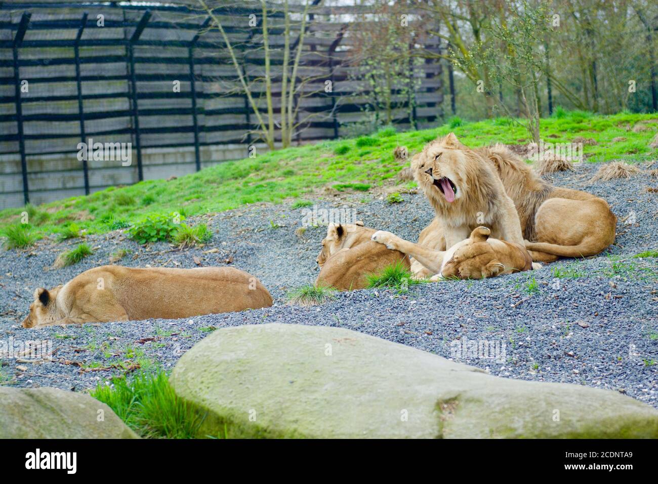Pack of lions hi-res stock photography and images - Alamy