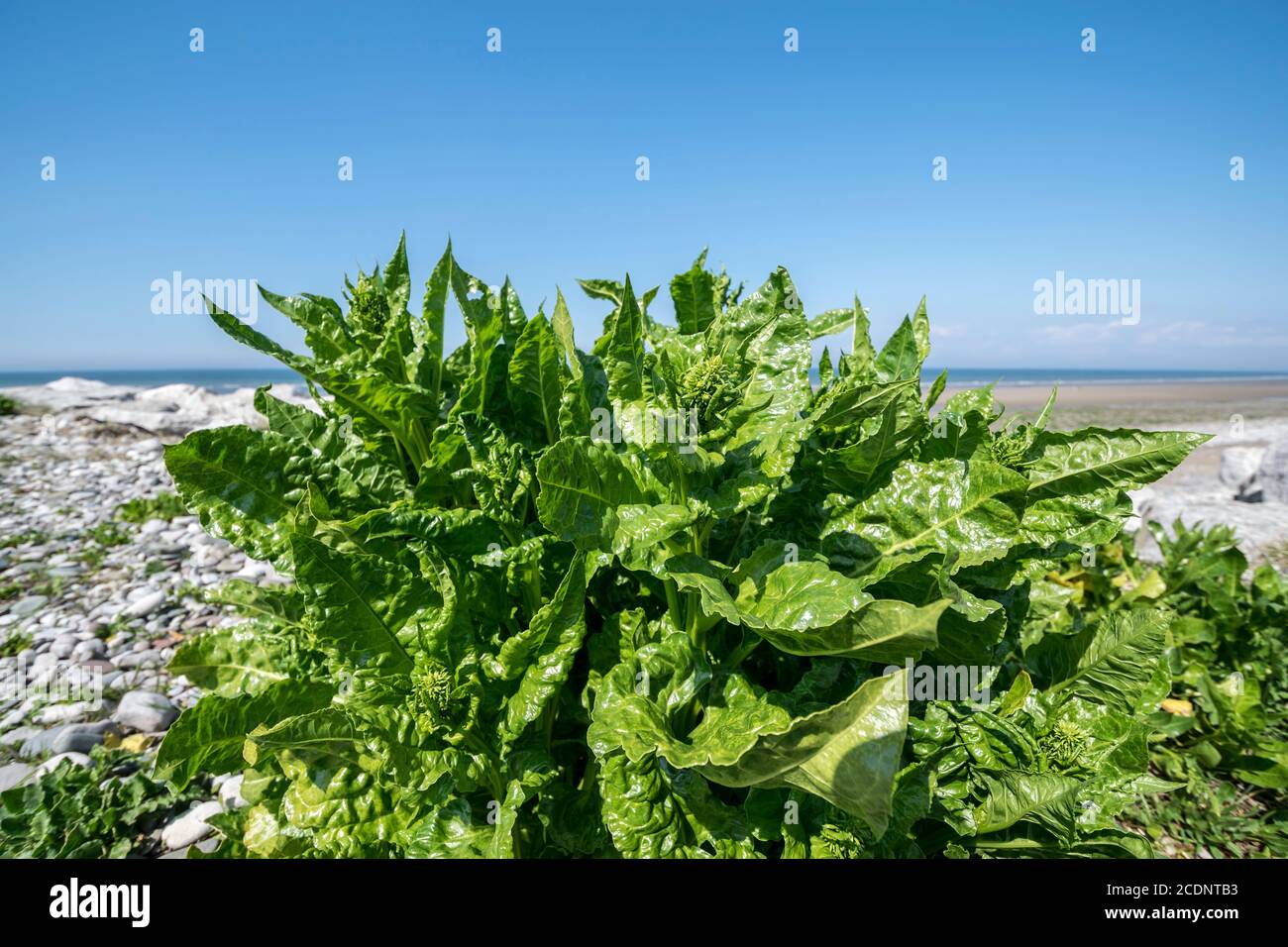 Sea beet Beta vulgaris maritima growing on a North Wales beach Stock ...