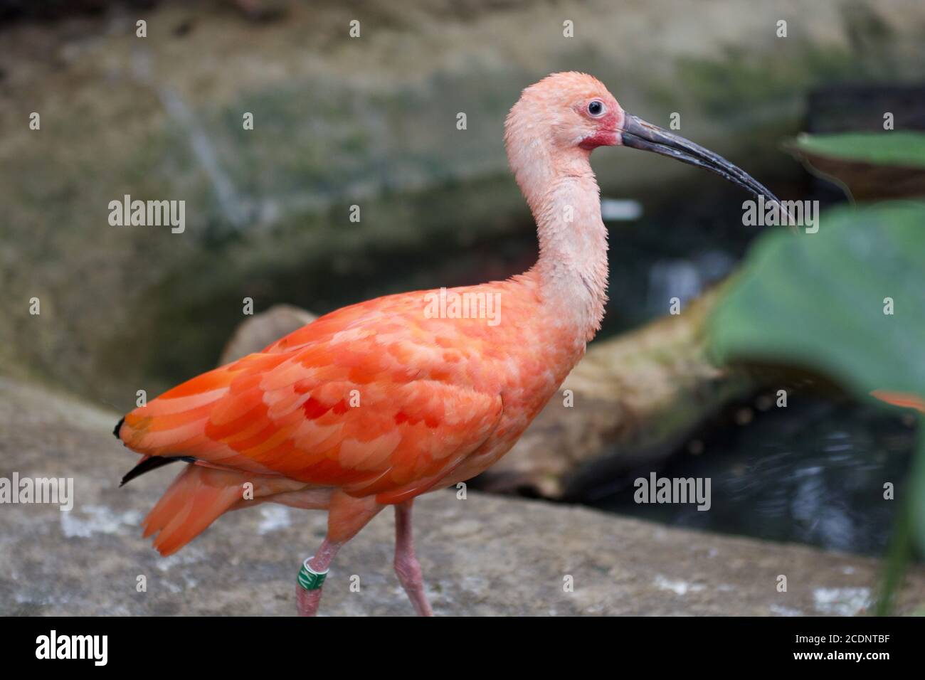 bird paris zoo Stock Photo - Alamy