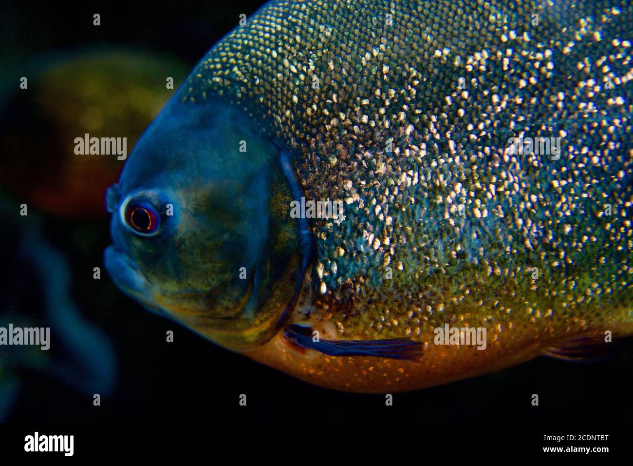 fish paris zoo Stock Photo - Alamy