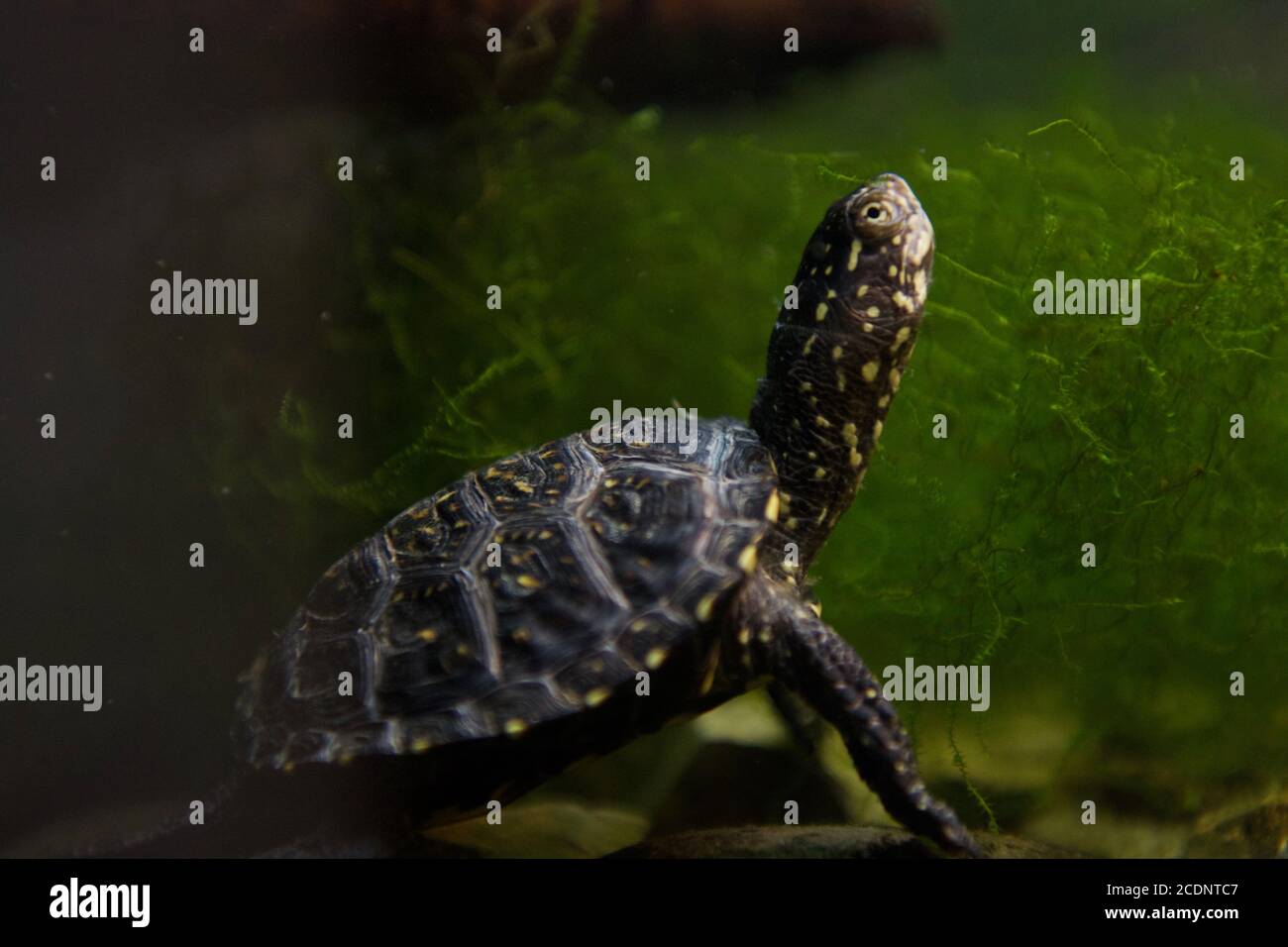 baby tortoise butterfly world Stock Photo - Alamy