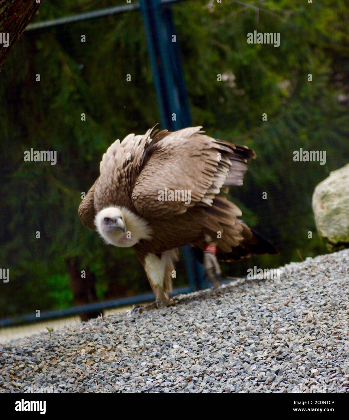 Eagle zoo hi-res stock photography and images - Alamy