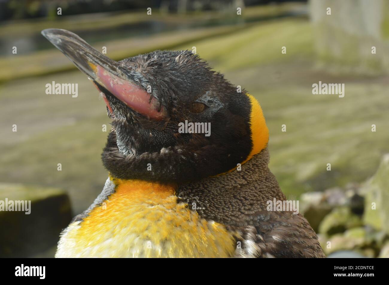 penguin edinburgh zoo Stock Photo - Alamy