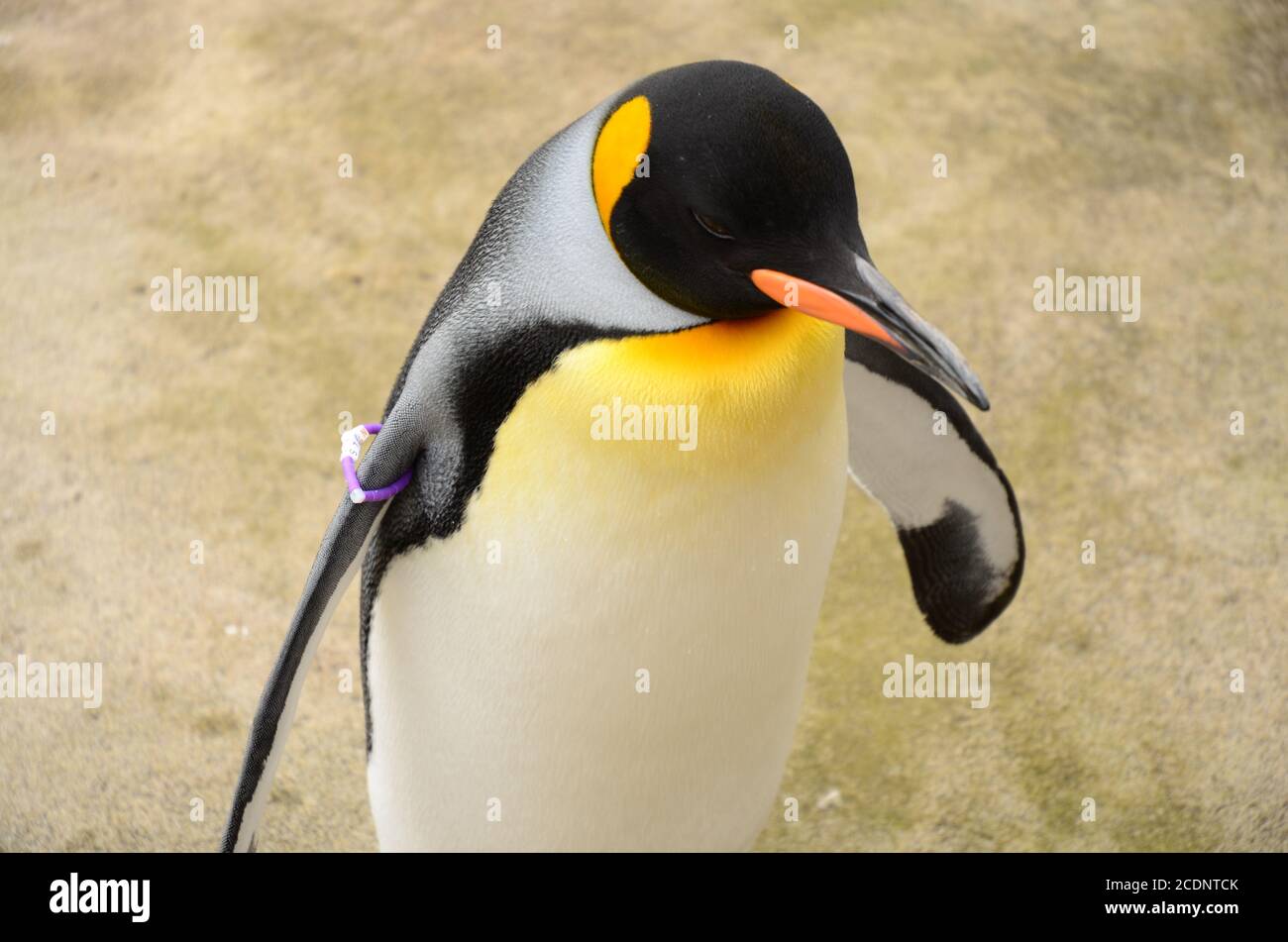 edinburgh zoo penguin Stock Photo - Alamy