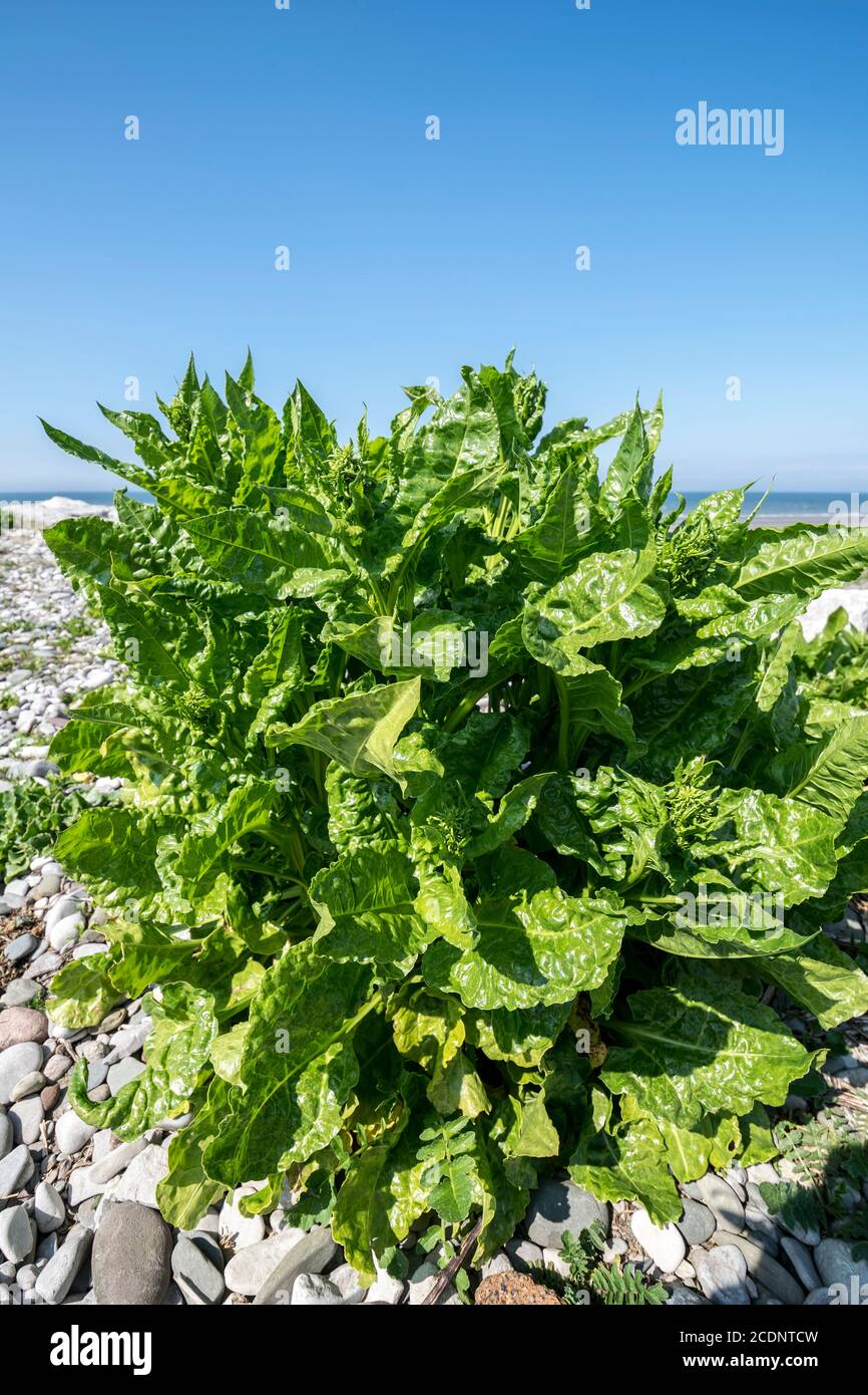 Sea beet Beta vulgaris maritima growing on a North Wales beach Stock ...