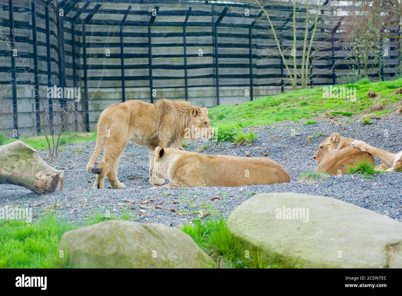 Paris Zoo Lions Pack Stock Photo - Alamy