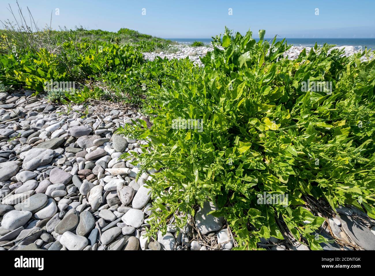 Sea beet Beta vulgaris maritima growing on a North Wales beach Stock ...