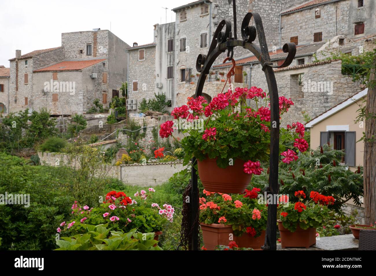 Flowers in Bale, Istria, Croatia Stock Photo - Alamy