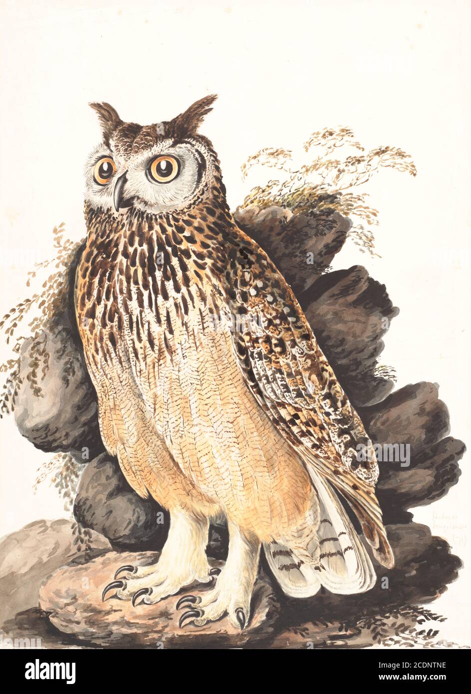 Painting of owl hi-res stock photography and images - Alamy