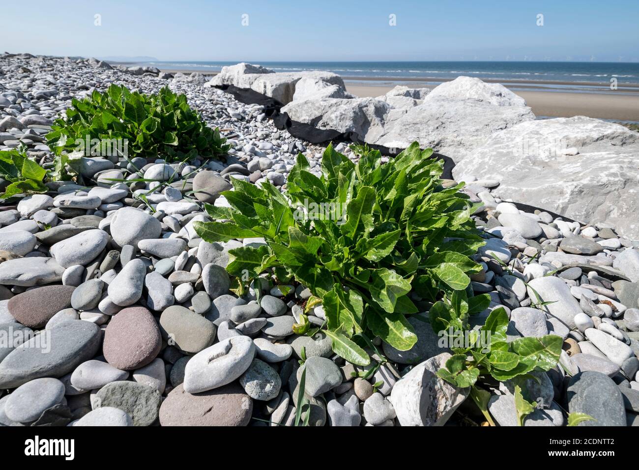Sea beet Beta vulgaris maritima growing on a North Wales beach Stock ...
