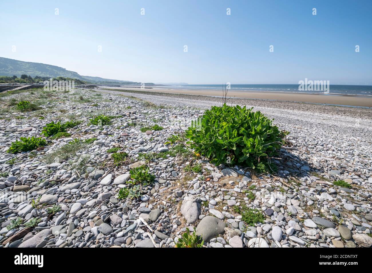 Sea beet Beta vulgaris maritima growing on a North Wales beach Stock ...
