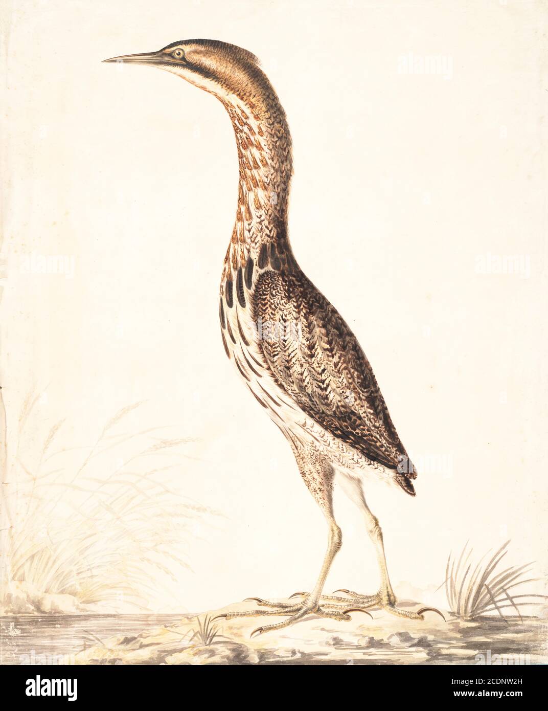 The Eurasian bittern or great bittern (Botaurus stellaris) is a wading ...