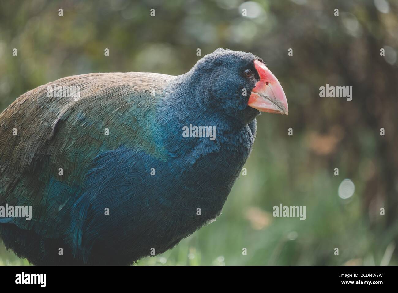 Takahe endangered flightless bird indigenous hi-res stock photography ...