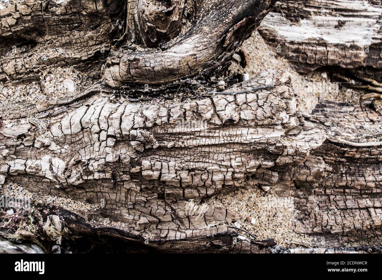 Sea tree with a deep relief texture. Natural photo materials Stock ...