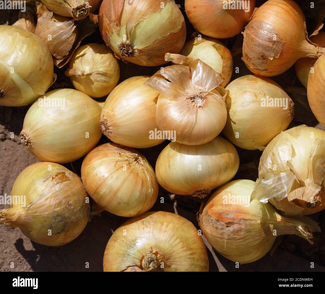 Strong crop hi-res stock photography and images - Alamy