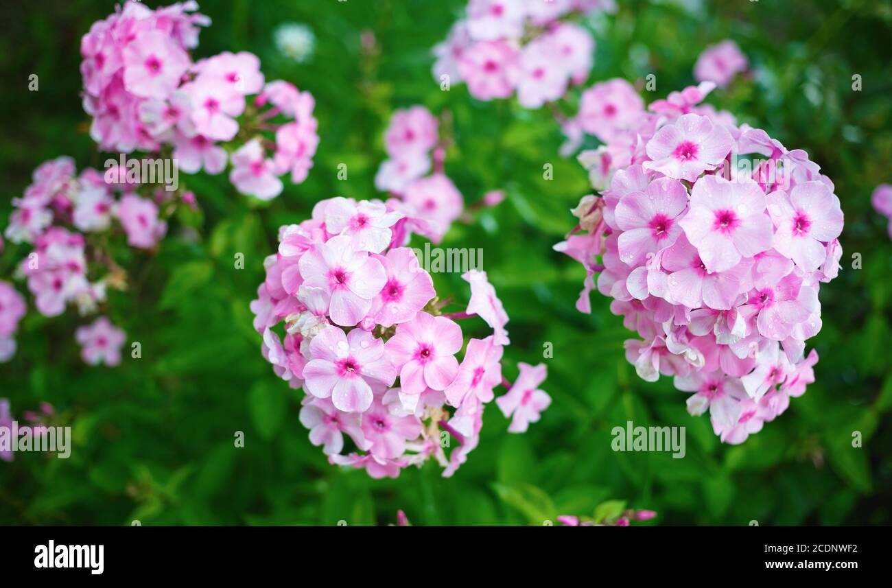 Pink phlox flowers Stock Photo - Alamy