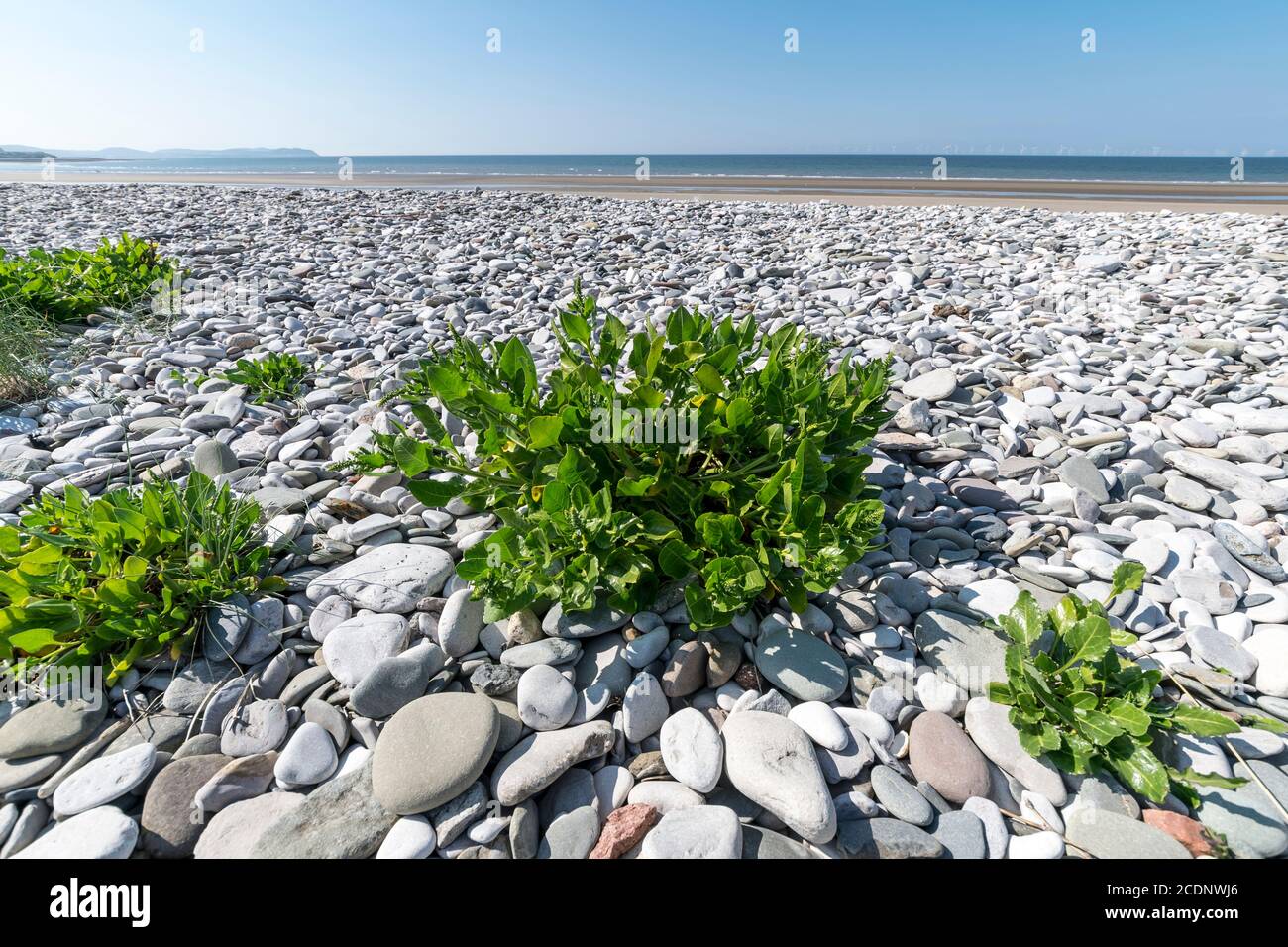 Sea beet Beta vulgaris maritima growing on a North Wales beach Stock ...