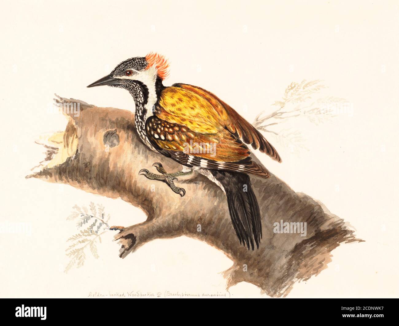 Woodpeckers work hi-res stock photography and images - Alamy