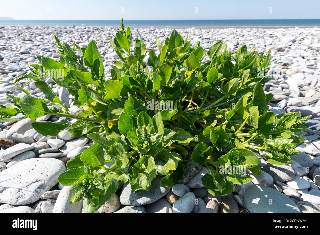 Sea beet Beta vulgaris maritima growing on a North Wales beach Stock ...
