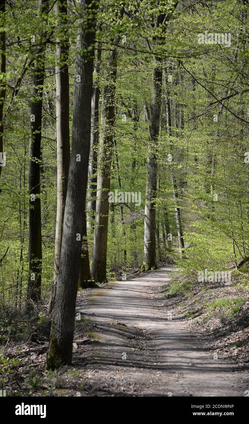 Forest trail in spring Stock Photo - Alamy