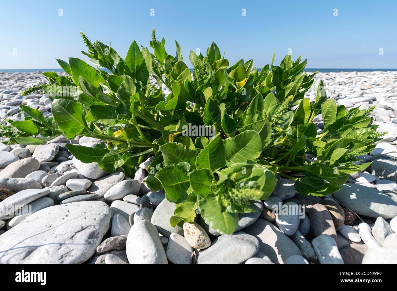 Sea beet Beta vulgaris maritima growing on a North Wales beach Stock ...