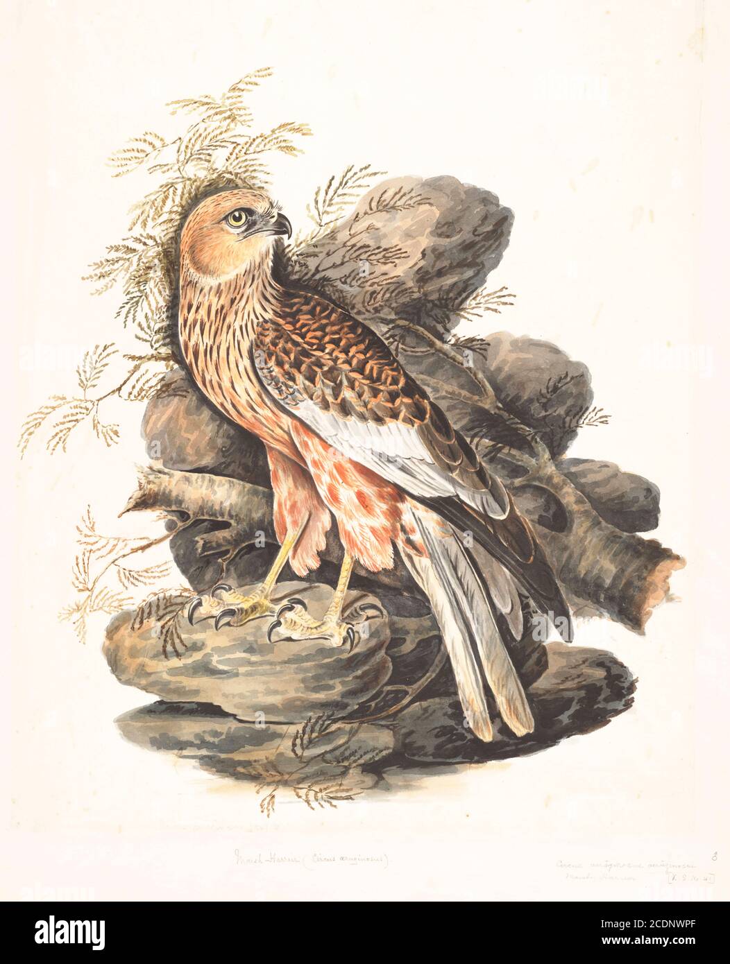 Western Marsh Harrier (Circus aeruginosus), also called Eurasian Marsh ...