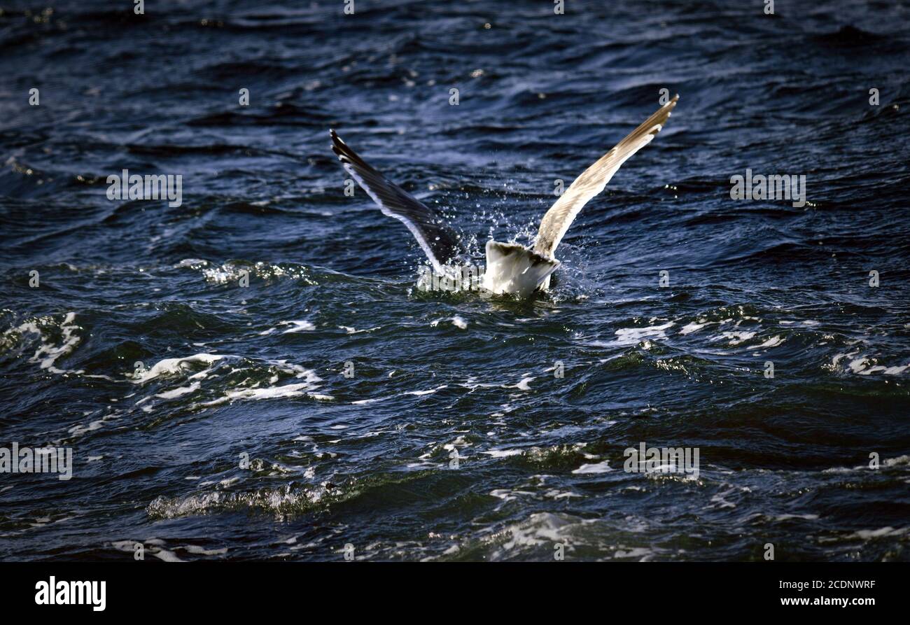 Seagull diving into sea hi-res stock photography and images - Alamy