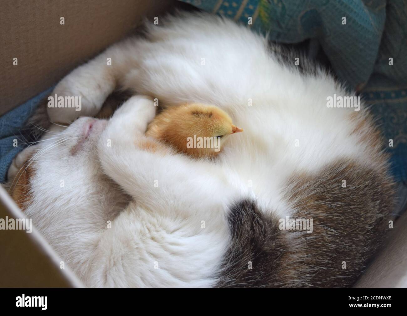 Cat warms chicken Stock Photo - Alamy