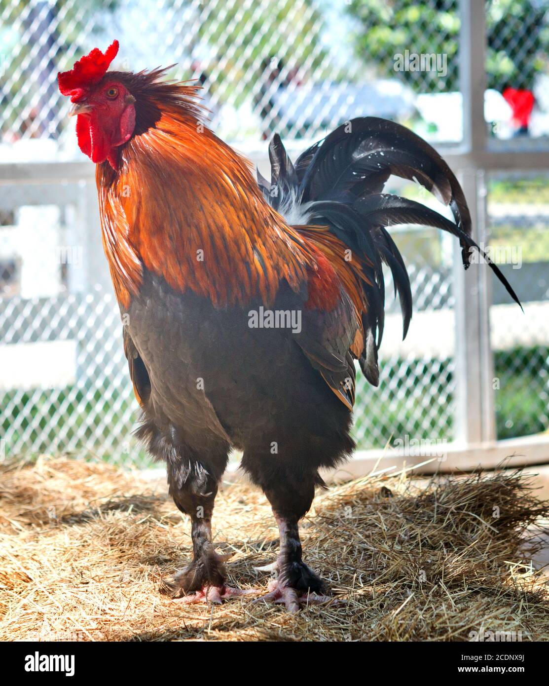 red rooster in a farm Stock Photo - Alamy