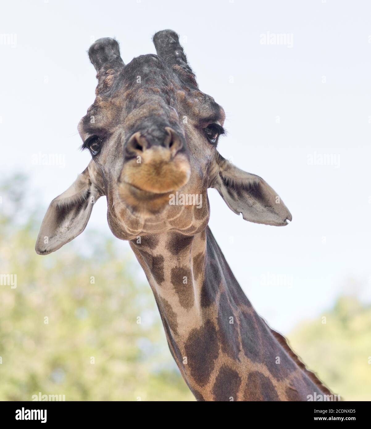 close up shot of giraffe Stock Photo - Alamy