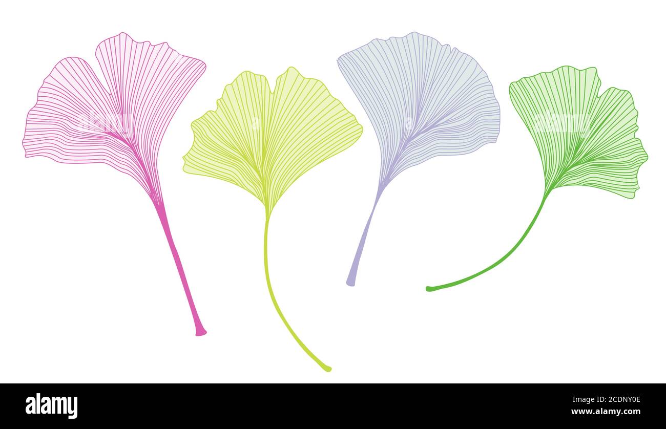 Ginkgo leaf vector illustration illustration on white background Stock ...