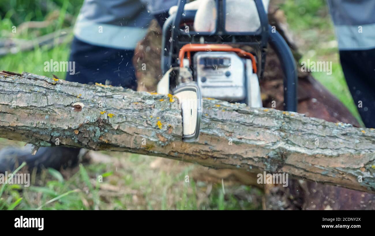 Close-up of sawing a dry branch with a chainsaw. Slow motion Stock ...