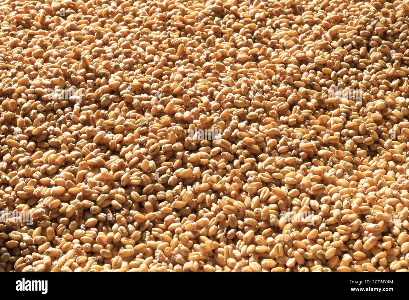 Textured background of many Wheat grains. Golden food crop harvest ...