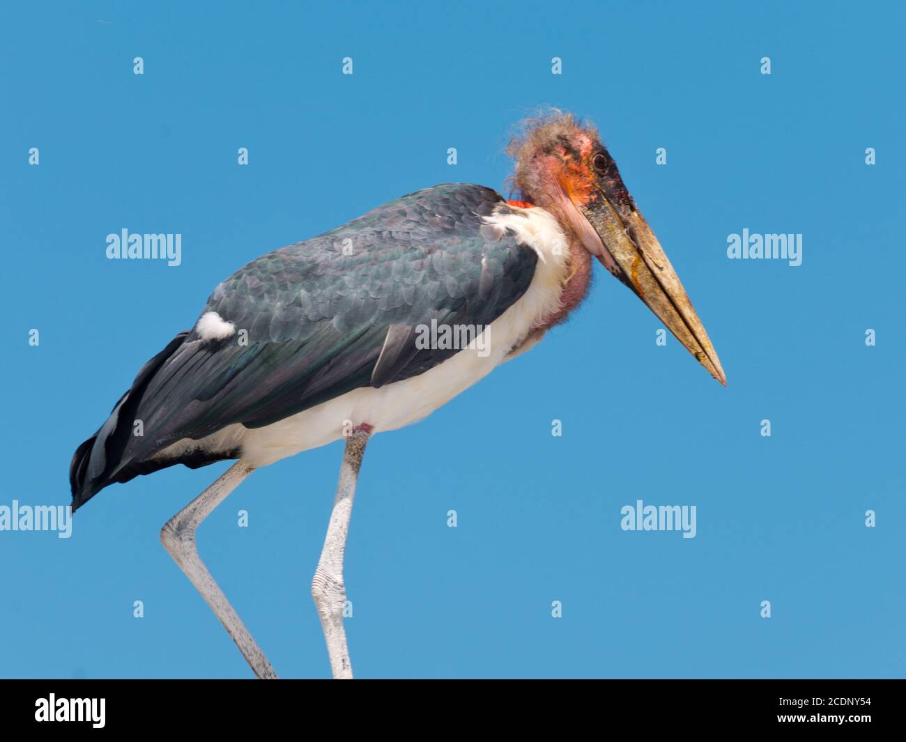 Marabou hi-res stock photography and images - Alamy