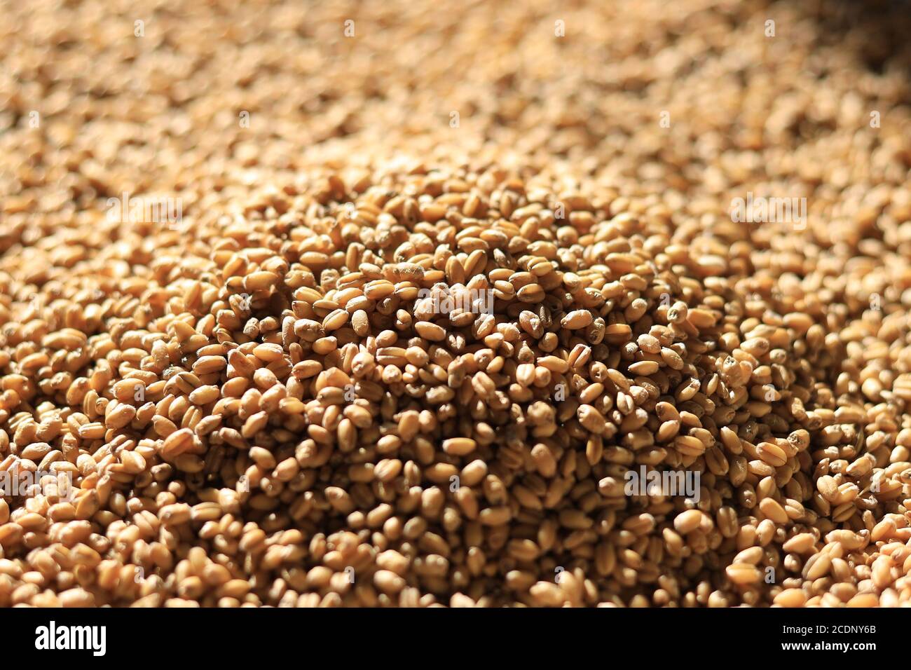 Textured background of many Wheat grains. Golden food crop harvest ...