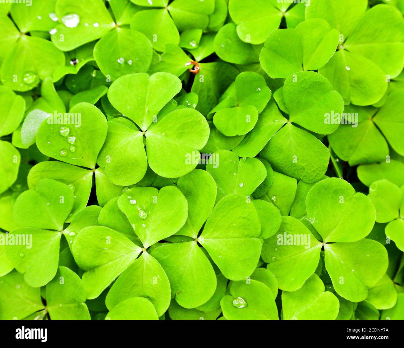 green clover background Stock Photo - Alamy
