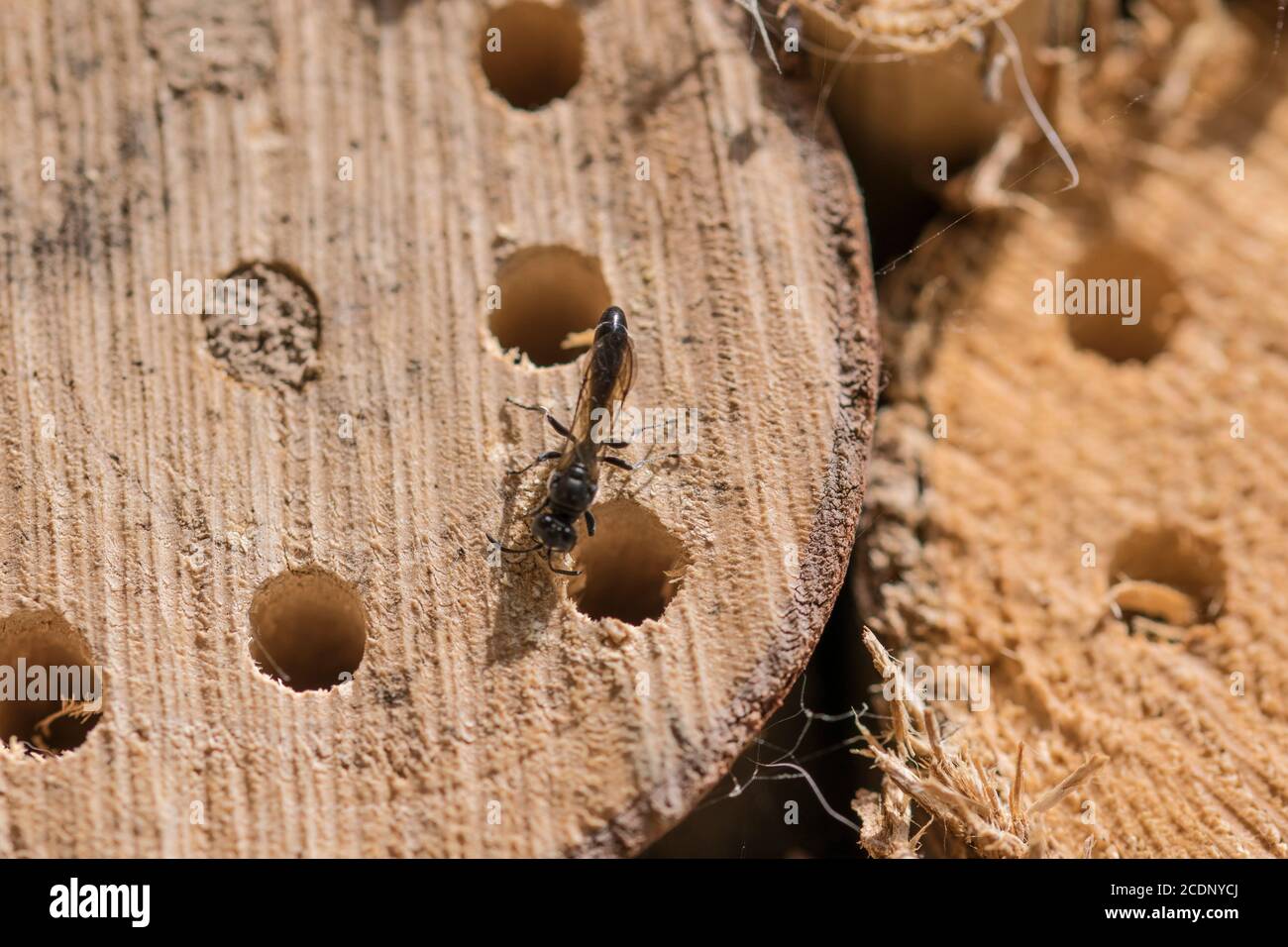 Old wasp nest hi-res stock photography and images - Alamy