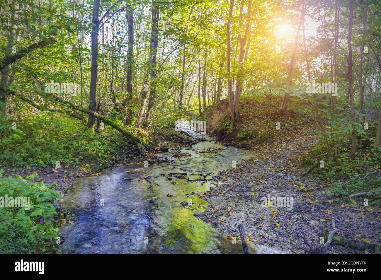 river in beautiful forest Stock Photo - Alamy