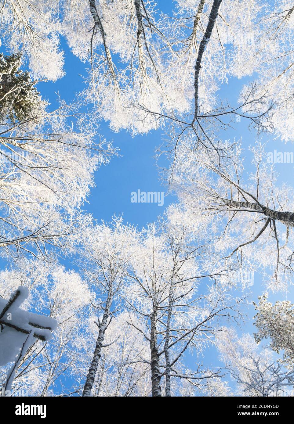 Blue forest light hi-res stock photography and images - Alamy