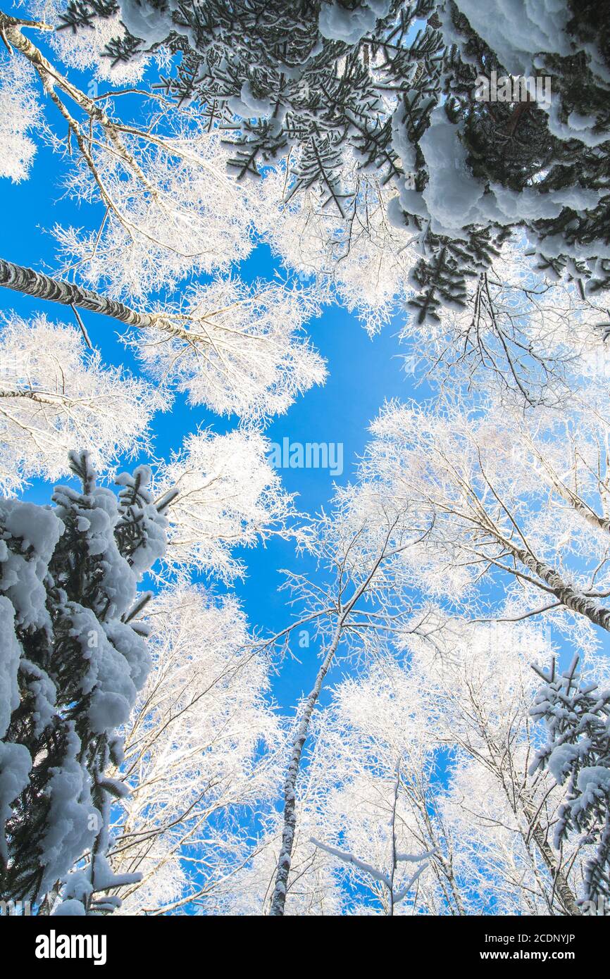 Beautiful sky in forest hi-res stock photography and images - Alamy