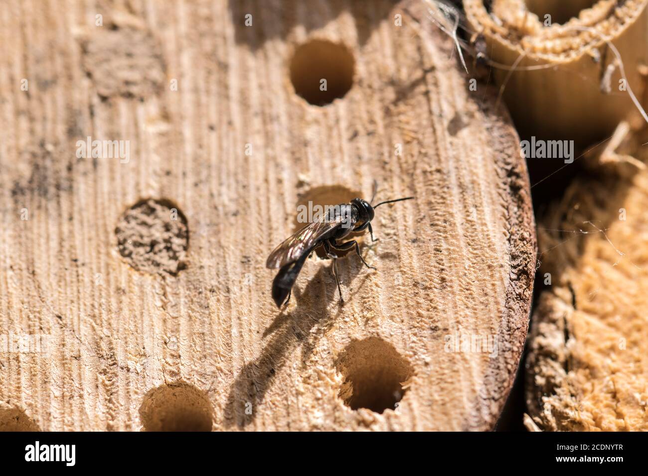 Old wasp nest hi-res stock photography and images - Alamy
