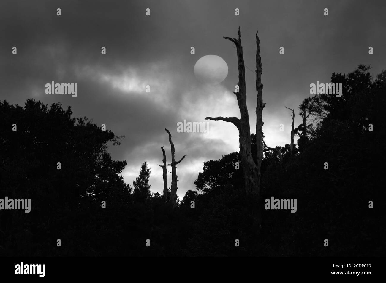 Black and white image of silhouette dead tree trunks with the full moon ...