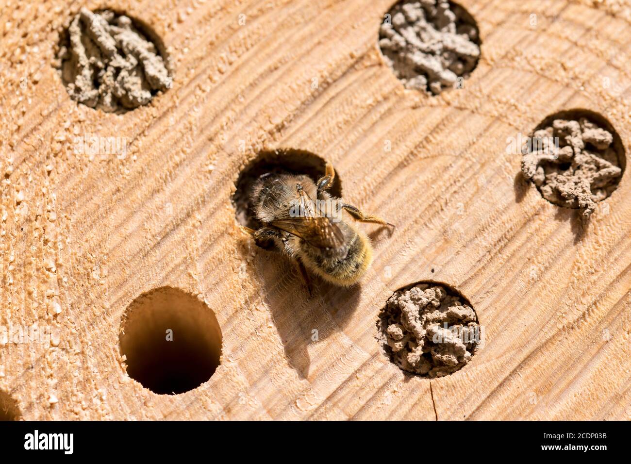 Mason Bee Osmia rufa nest building in a solitary bee log hotel Stock ...