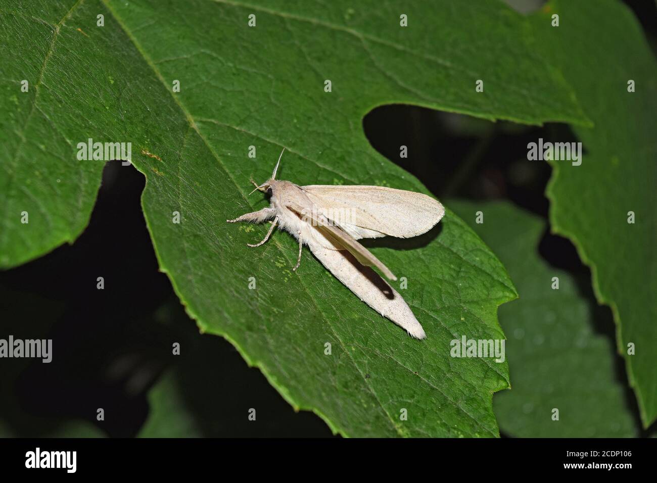 Night white butterfly Stock Photo - Alamy