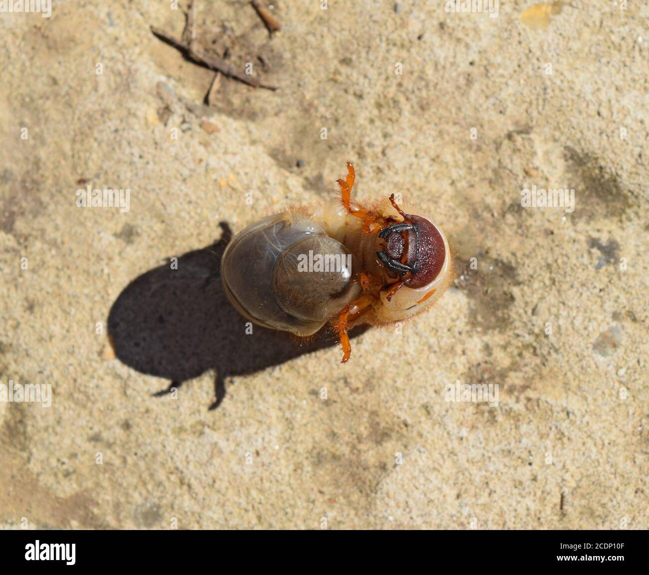 The larvae of the May beetle Stock Photo - Alamy