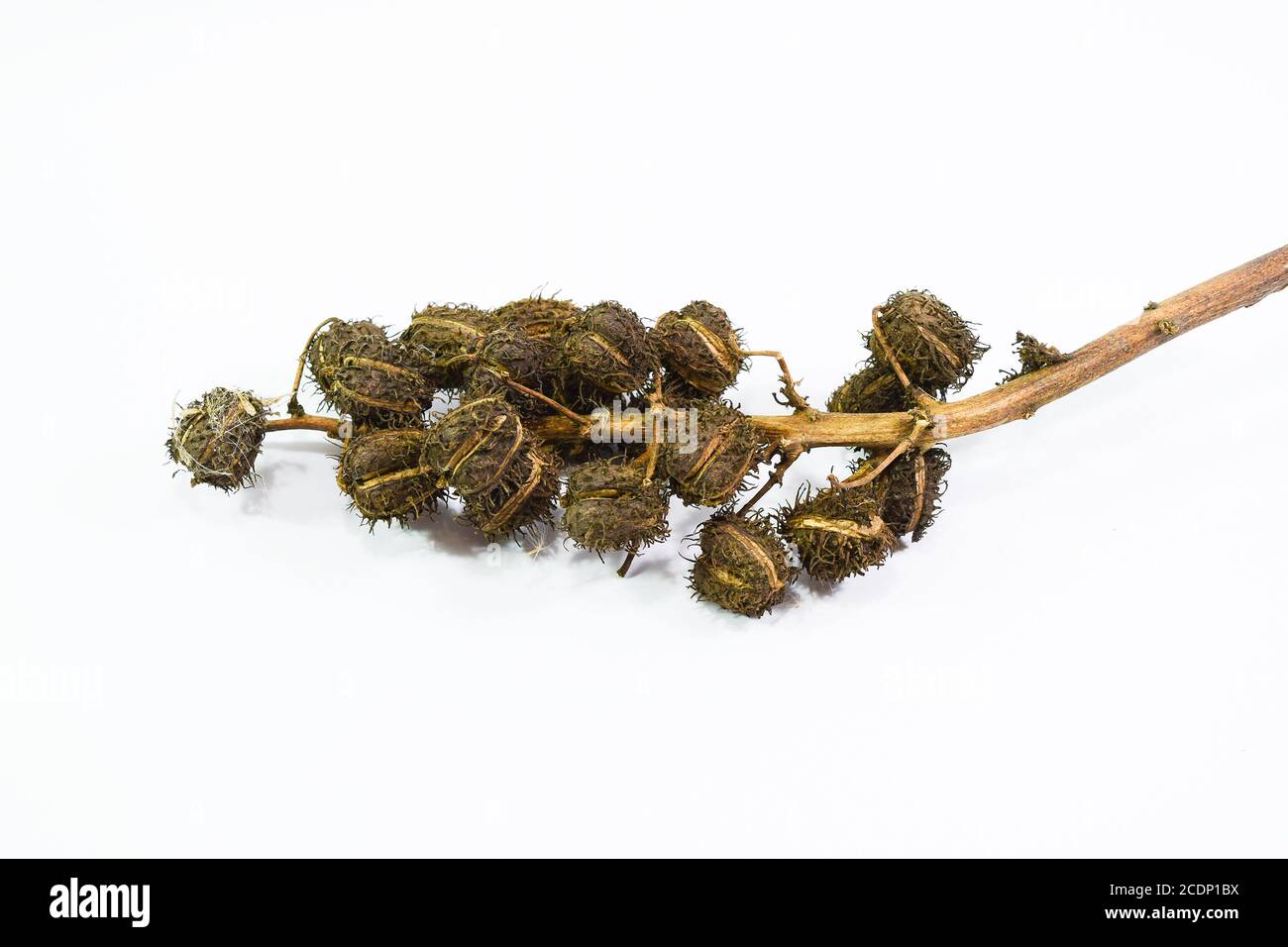 Castor seeds on a white background Stock Photo - Alamy