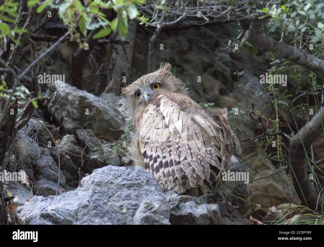 brown fish-owl at Green Canyon near Manavgat, Olymapinar reservoir ...